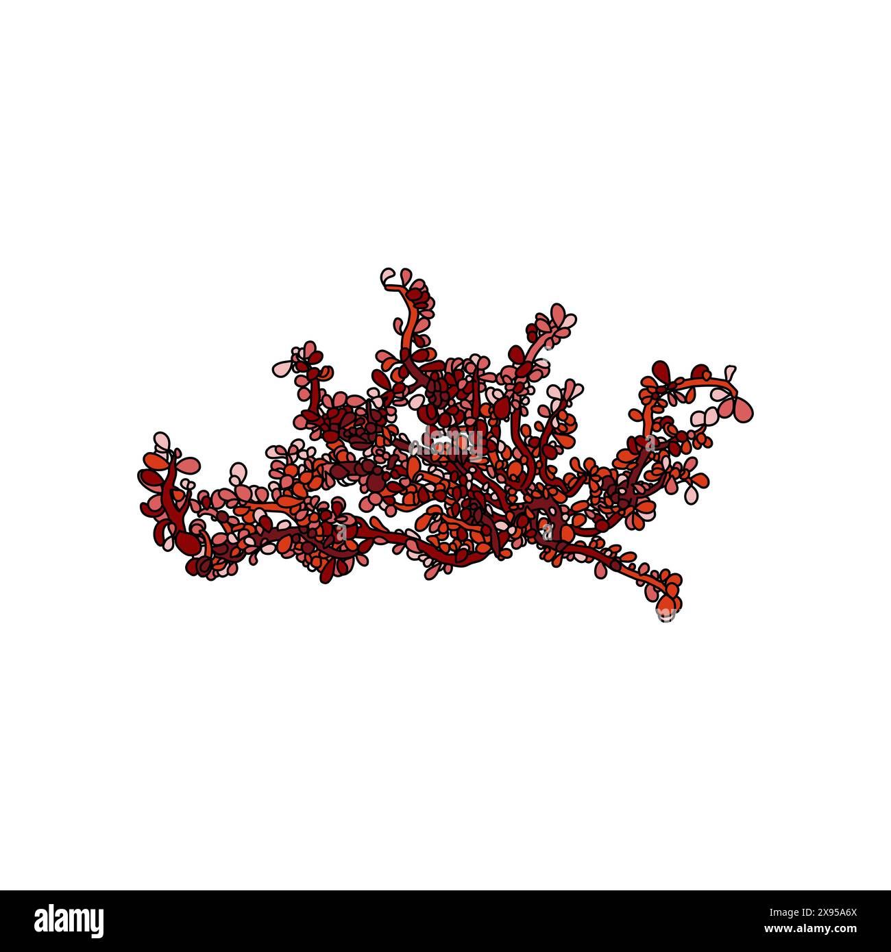 Hand drawn red sea grapes seaweed algae graphic illustration. Natural ...