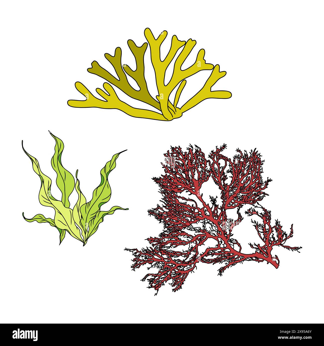 Set of colorful hand drawn algae vector graphic illustration ...