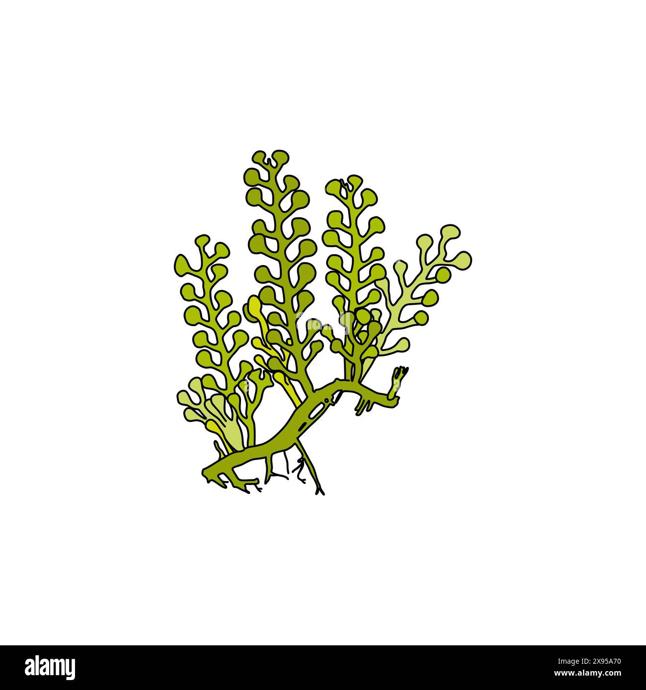 Hand drawn big sea grapes seaweed (Caulerpa racemosa) algae graphic ...