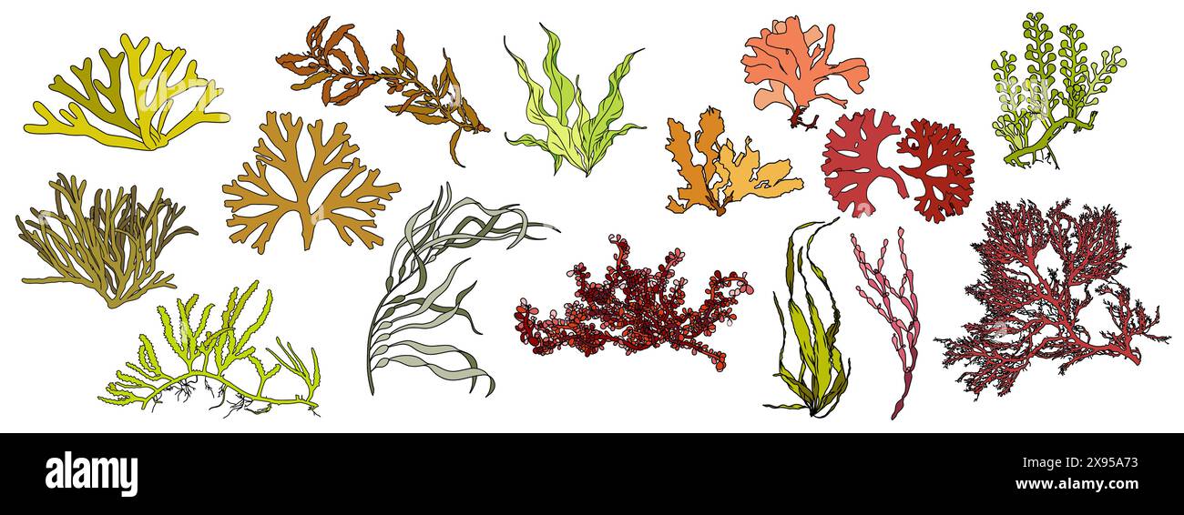 Set of colorful hand drawn algae vector graphic illustration ...