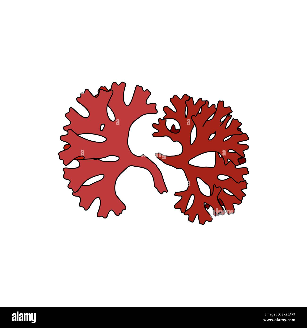 Red Coralline Algae Drawing Crustose Coralline Red Algae | A Close