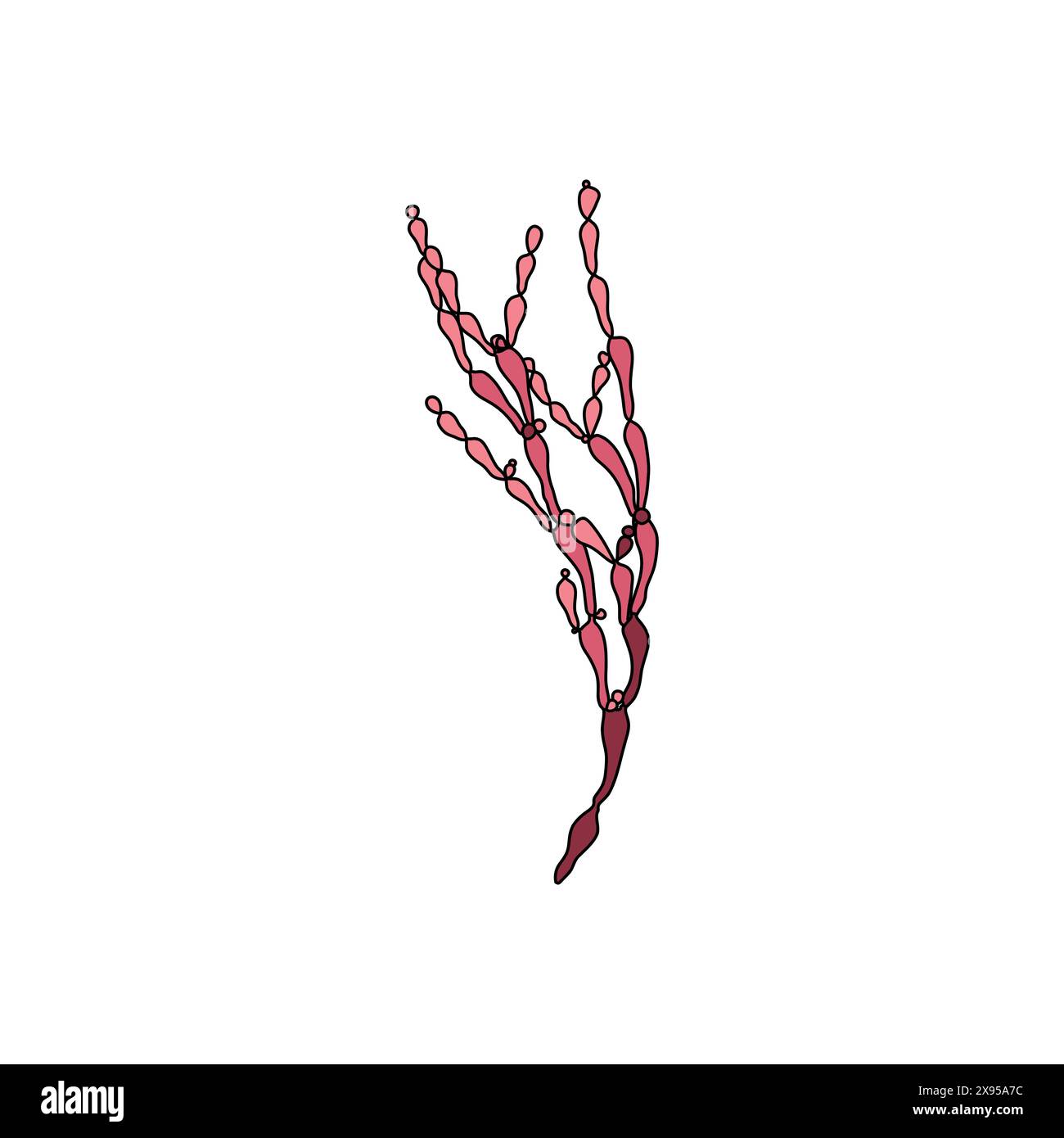 Hand drawn red bubble algae graphic illustration. Natural drawing Stock ...