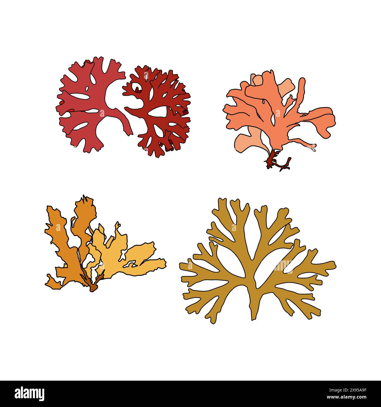 Set of colorful hand drawn algae vector graphic illustration ...