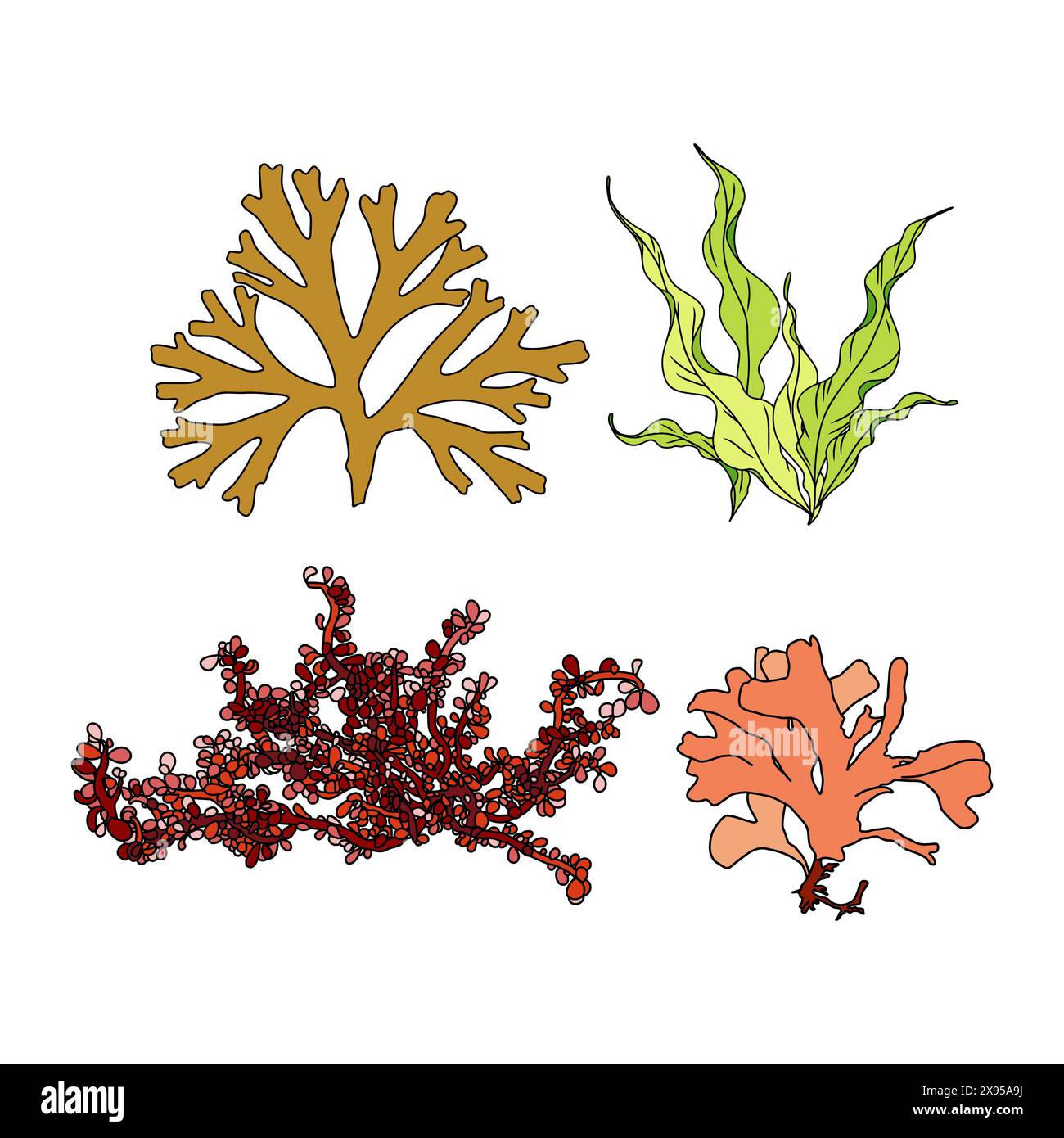 Set of colorful hand drawn algae vector graphic illustration ...