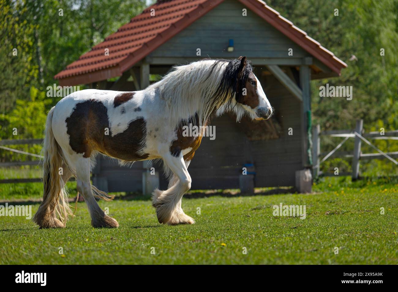 Beautiful horse in the paddock, horse breeding Stock Photo - Alamy