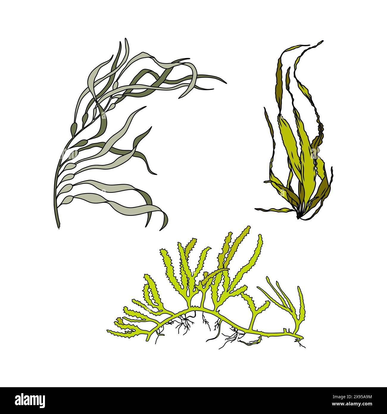 Set of colorful hand drawn algae vector graphic illustration ...