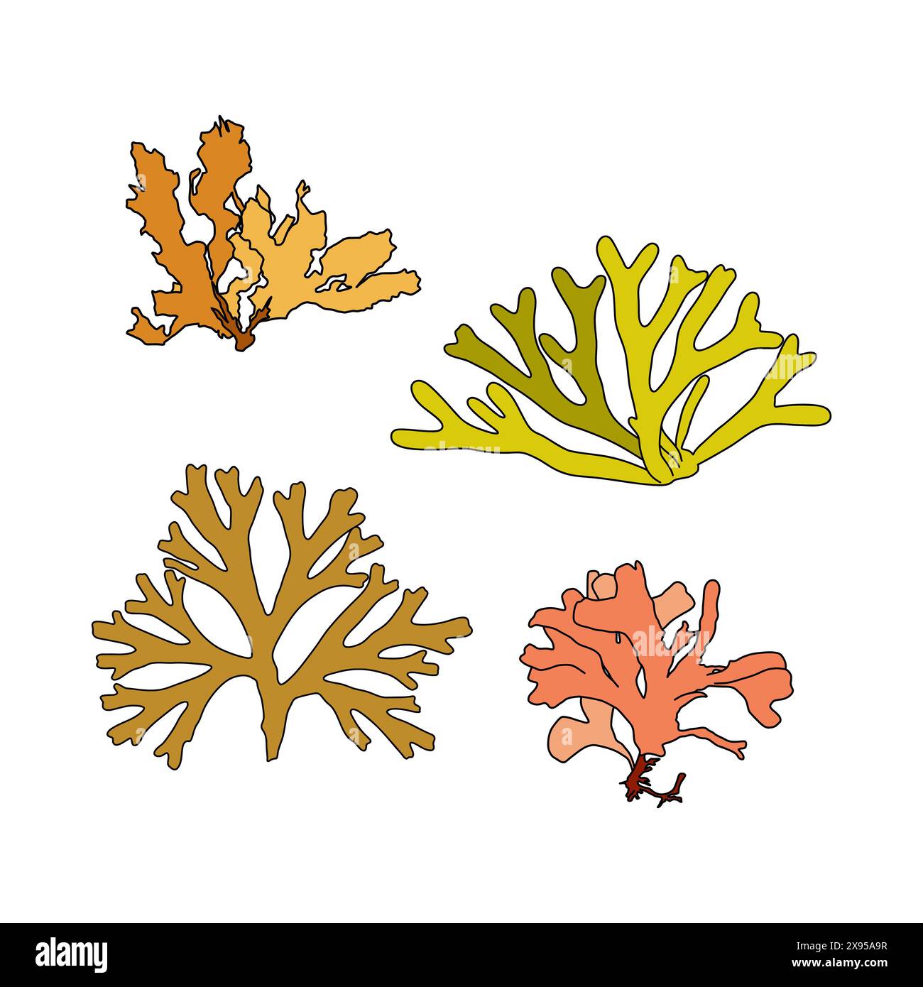 Set of colorful hand drawn algae vector graphic illustration ...