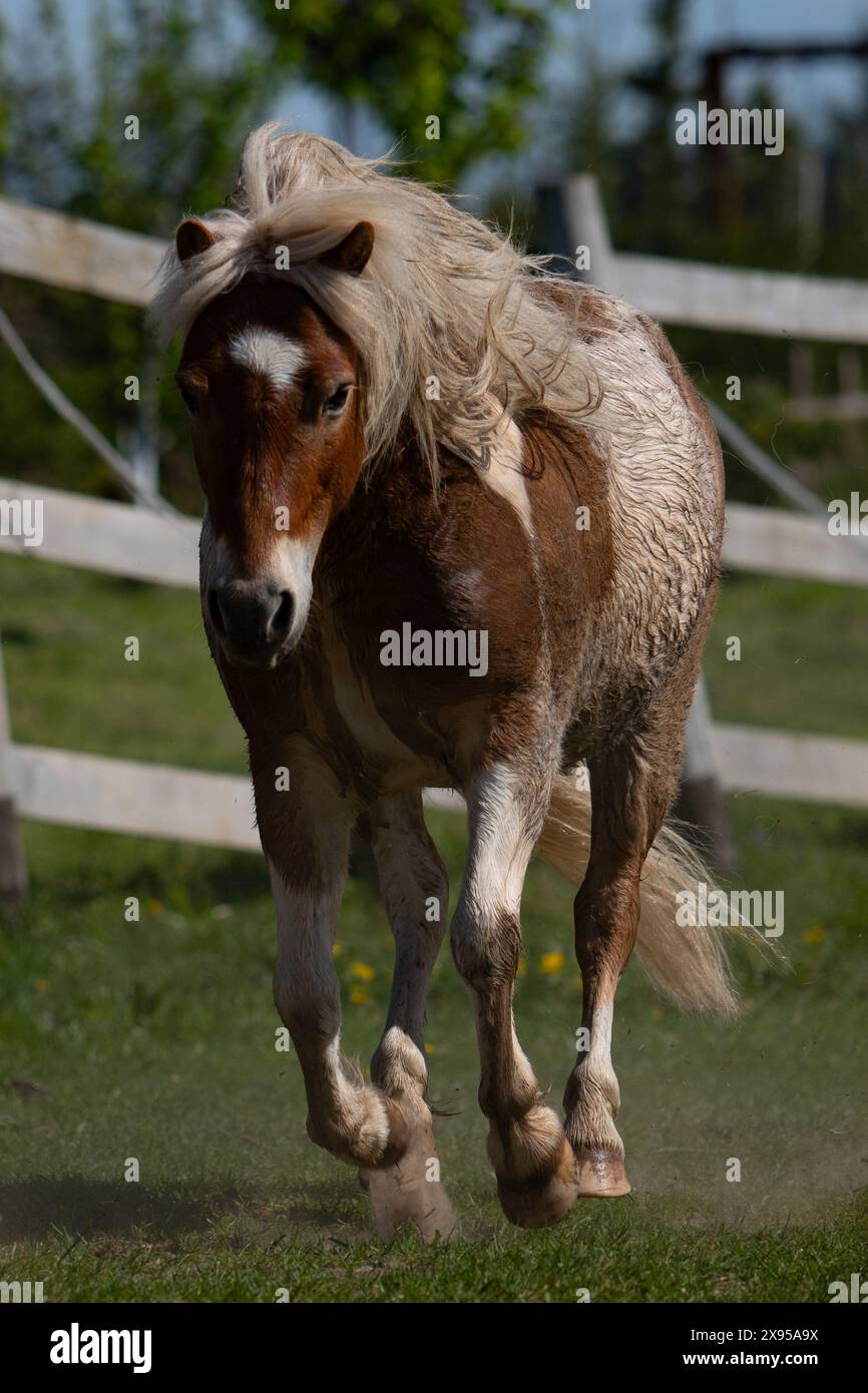 Beautiful horse in the paddock, horse breeding Stock Photo - Alamy