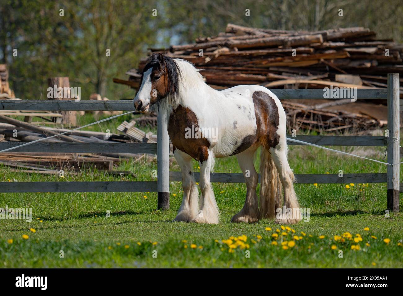 Beautiful horse in the paddock, horse breeding Stock Photo - Alamy