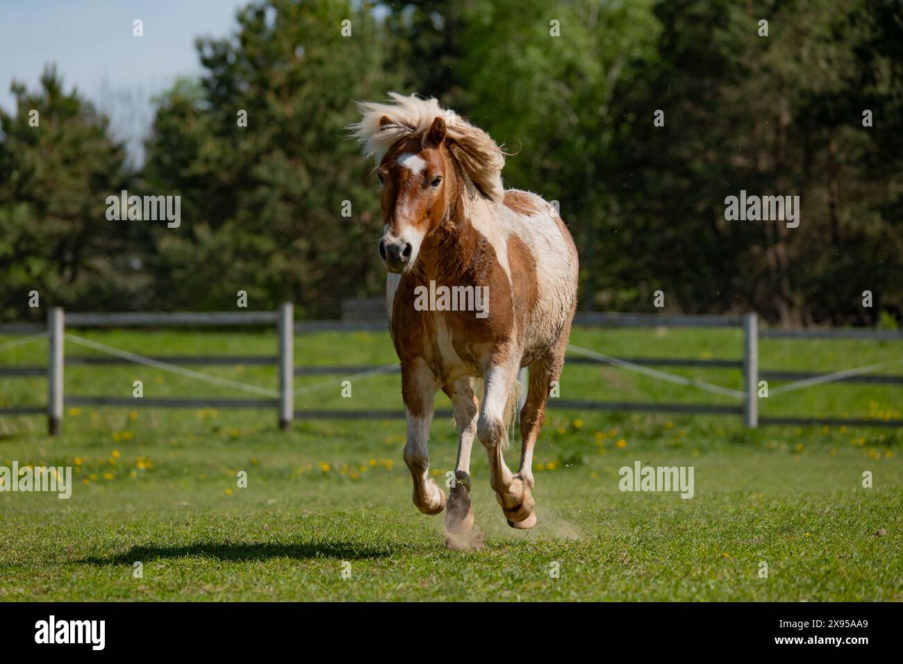 Beautiful horse in the paddock, horse breeding Stock Photo - Alamy