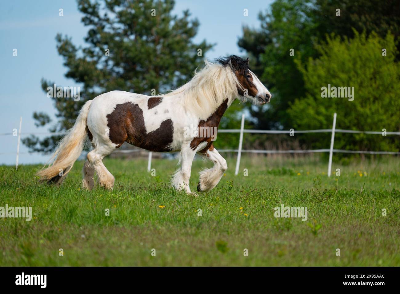 Beautiful horse in the paddock, horse breeding Stock Photo - Alamy