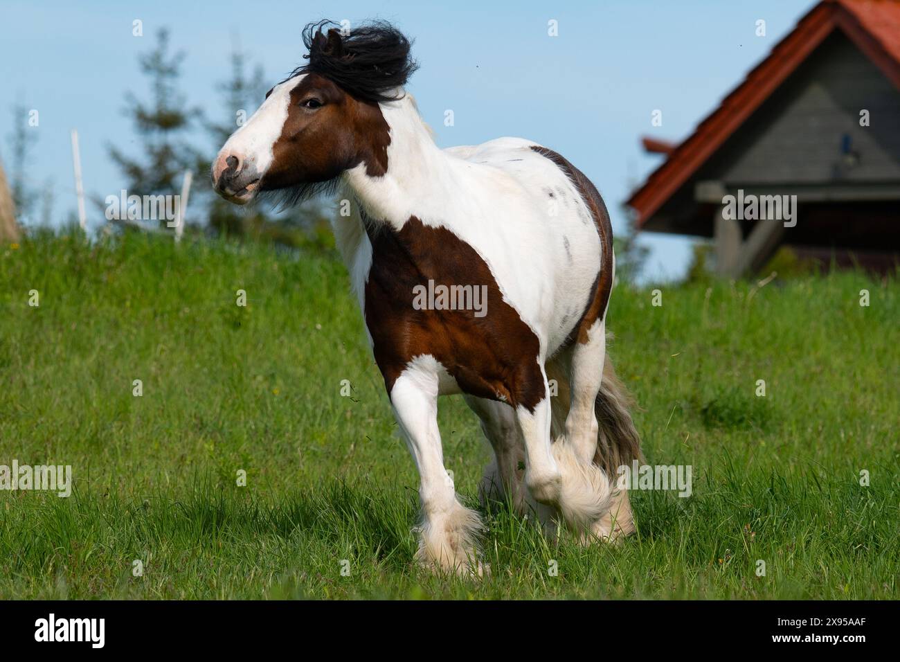 Beautiful horse in the paddock, horse breeding Stock Photo - Alamy