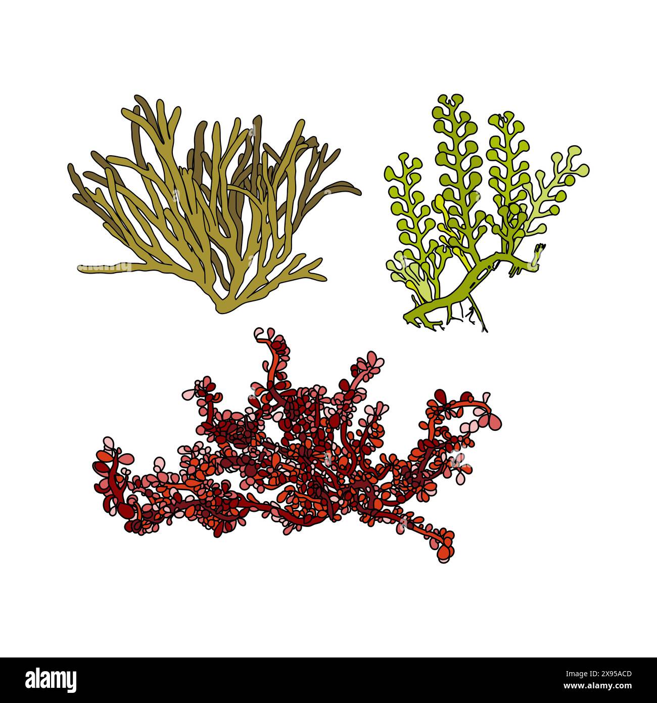Set of colorful hand drawn algae vector graphic illustration ...
