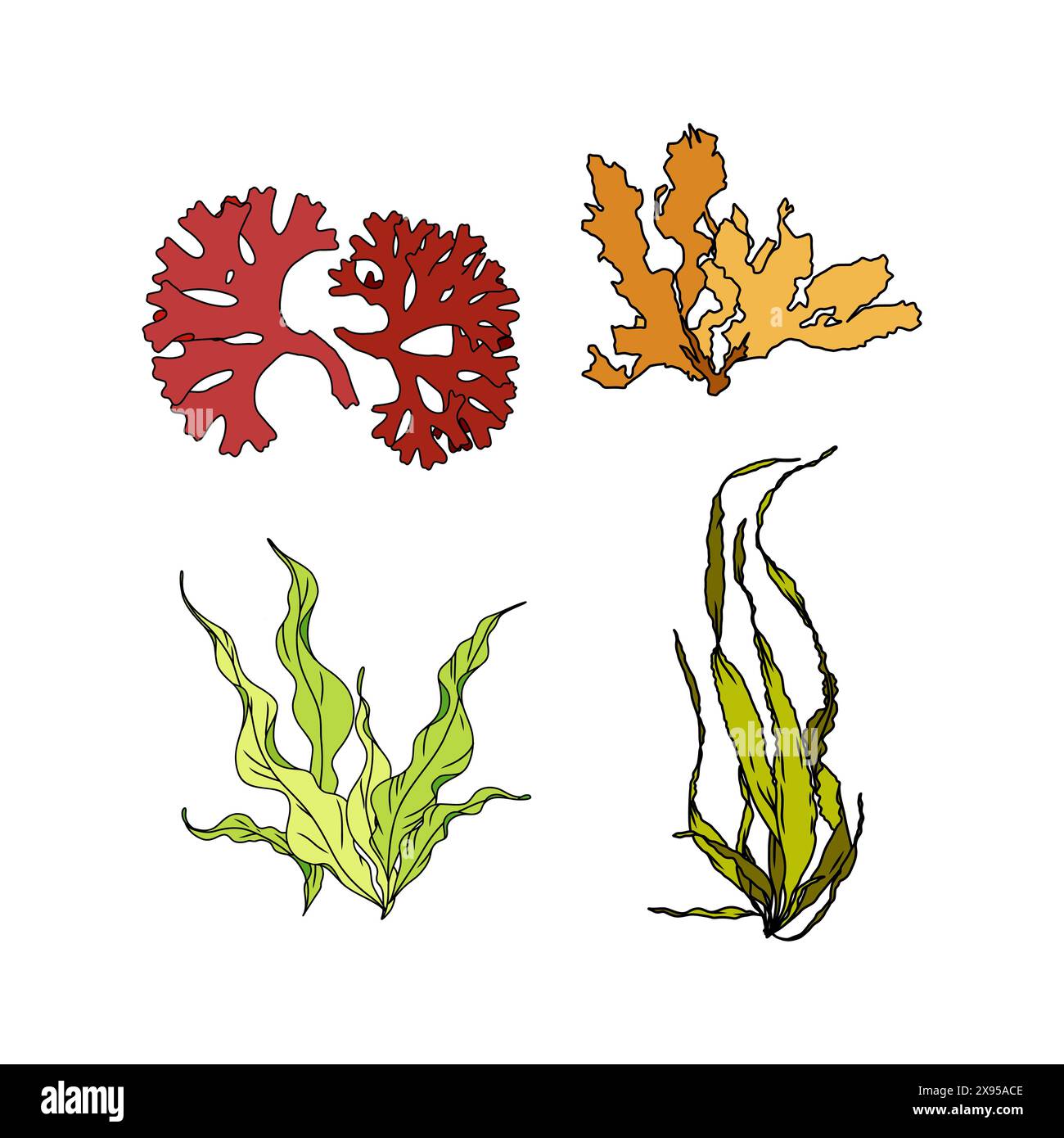 Set of colorful hand drawn algae vector graphic illustration ...