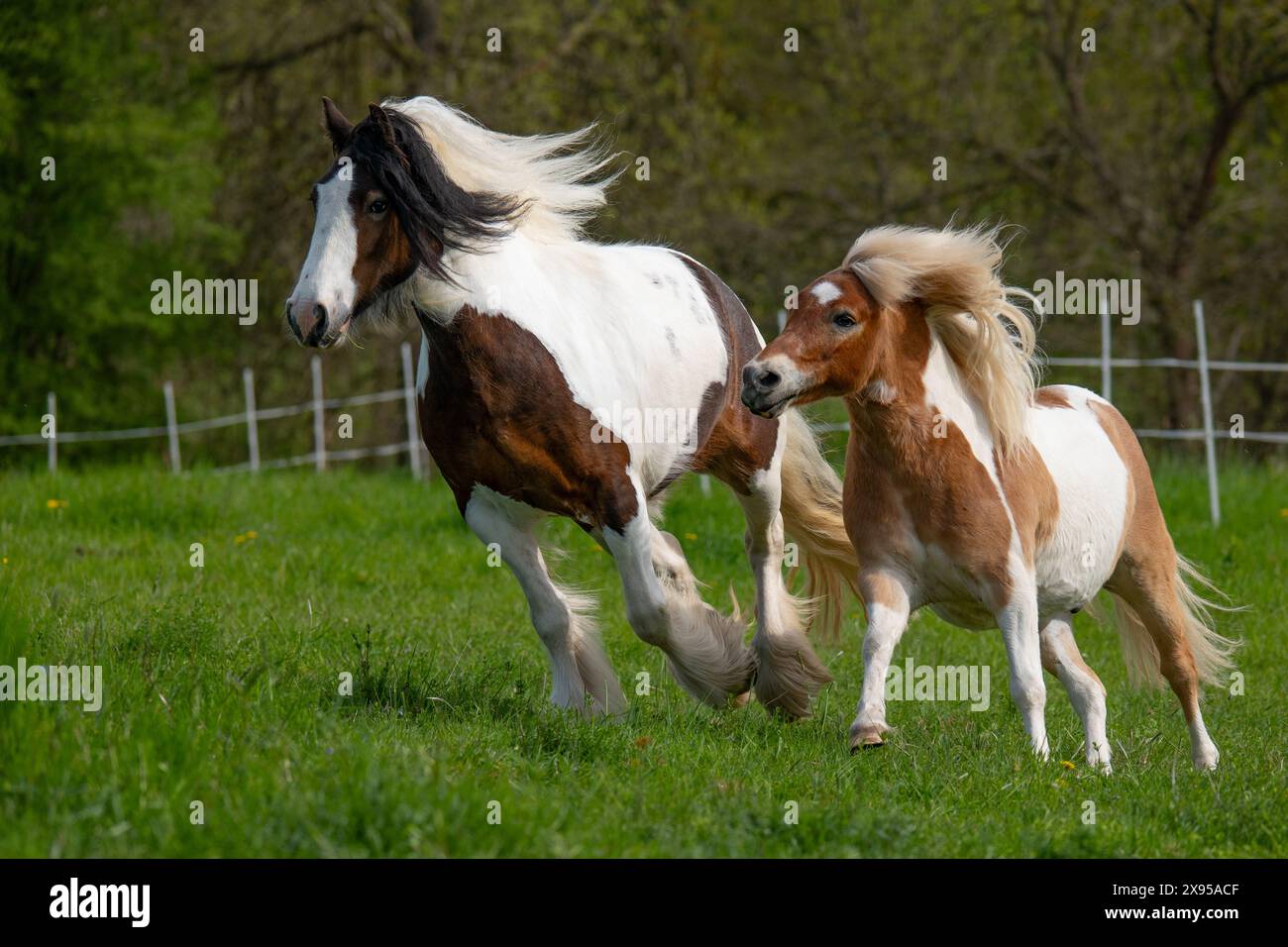 Two galloping horses, horse breeding, Horses on the run Stock Photo - Alamy