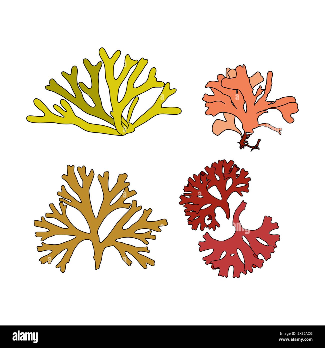 Set of colorful hand drawn algae vector graphic illustration ...