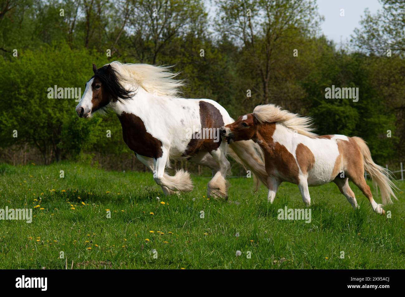 Two galloping horses, horse breeding, Horses on the run Stock Photo - Alamy