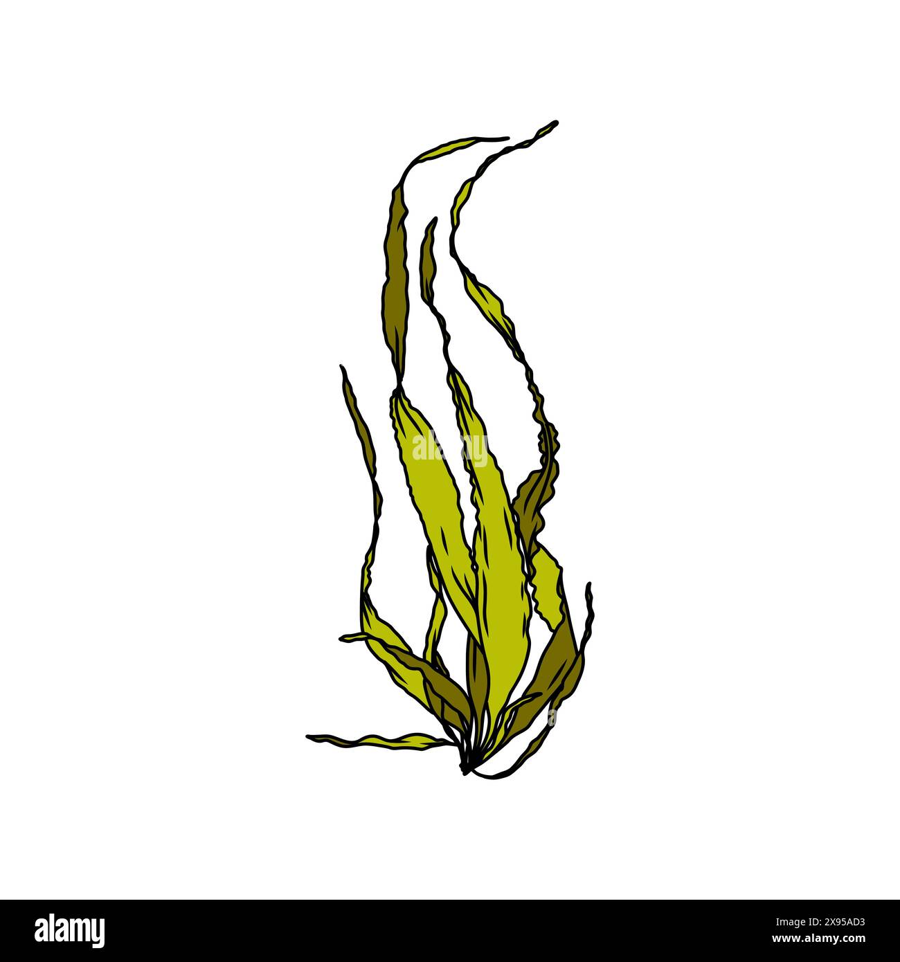 Hand drawn Seaweed kelp or laminaria seedling algae graphic illustration. Natural drawing Stock ...
