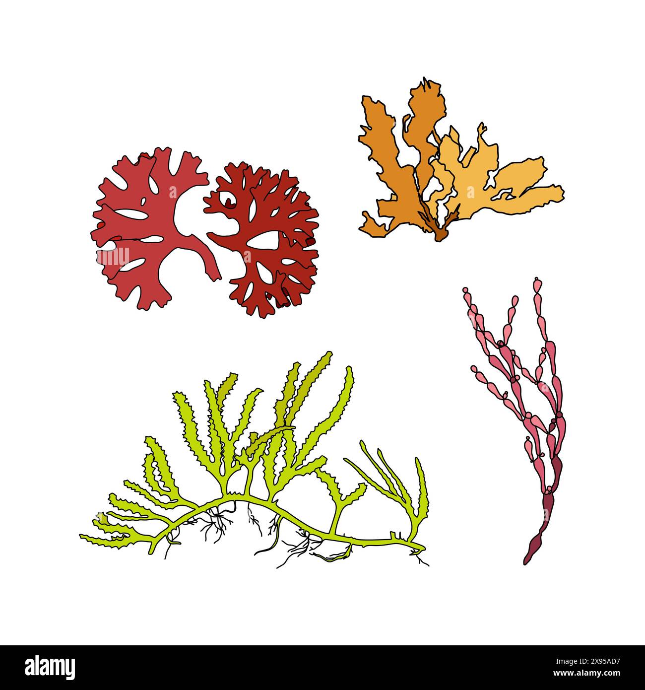 Set of colorful hand drawn algae vector graphic illustration ...