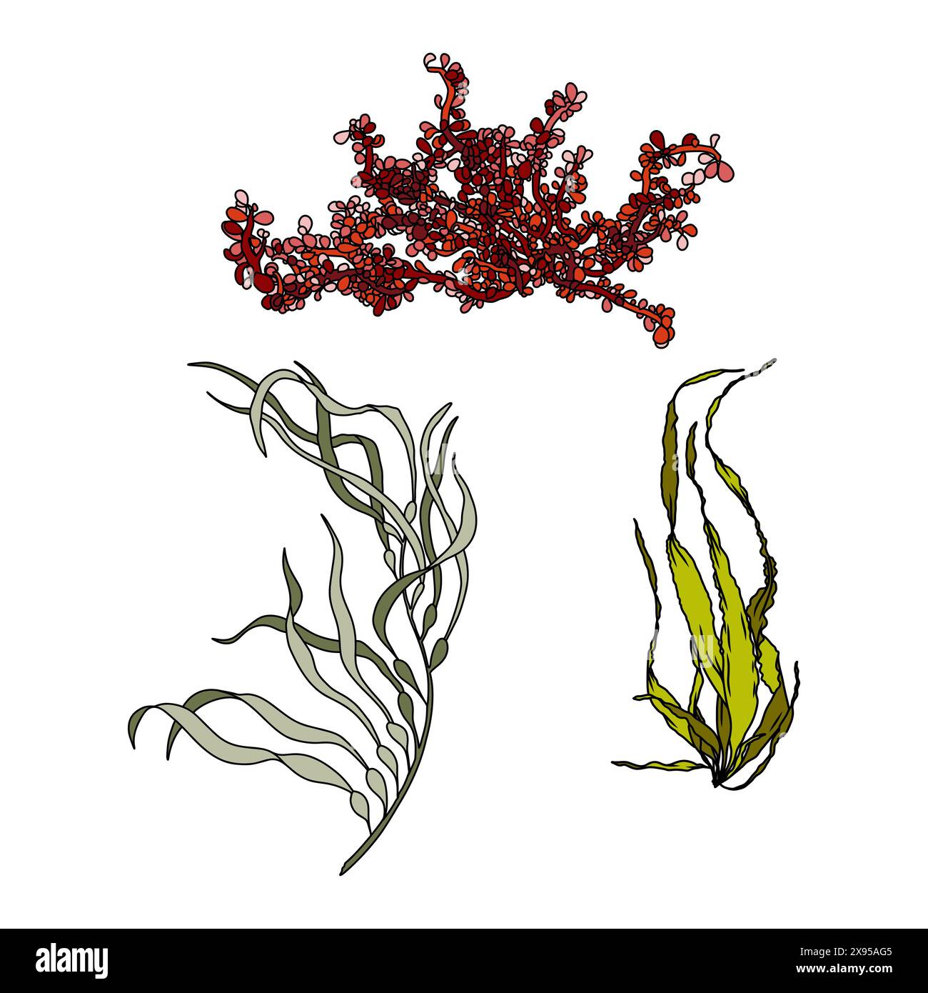 Set of colorful hand drawn algae vector graphic illustration ...