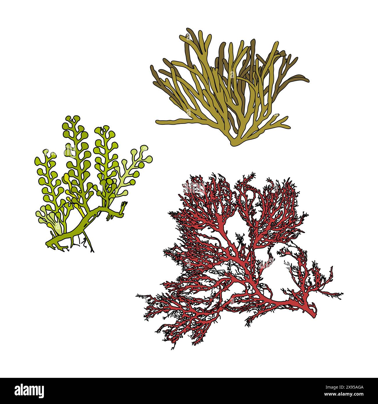 Set of colorful hand drawn algae vector graphic illustration ...