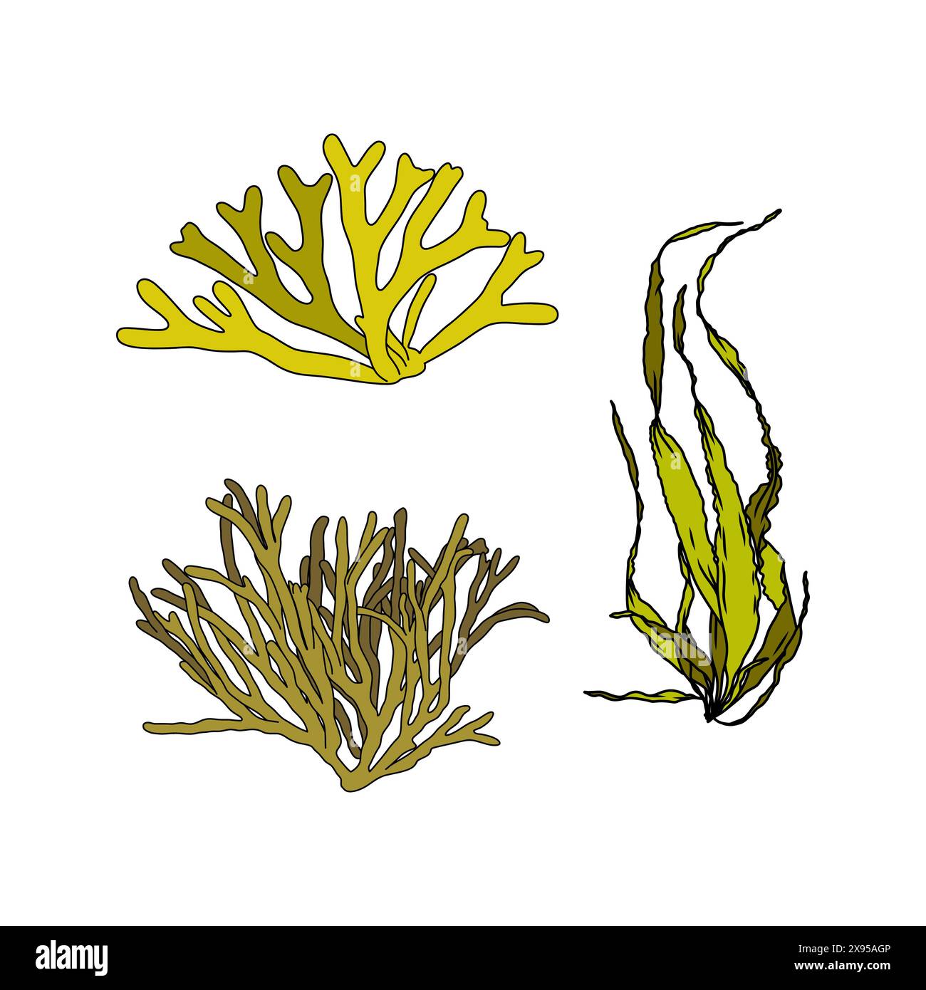 Set of colorful hand drawn algae vector graphic illustration ...