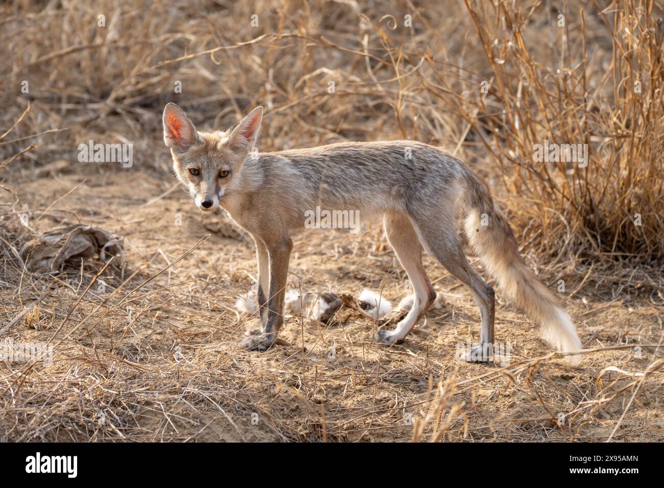 White-footed fox (Vulpes vulpes pussila) in Jhalana Stock Photo - Alamy