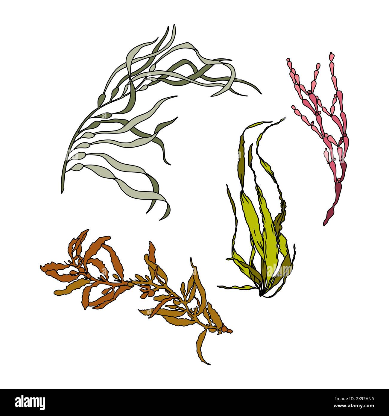 Set of colorful hand drawn algae vector graphic illustration ...