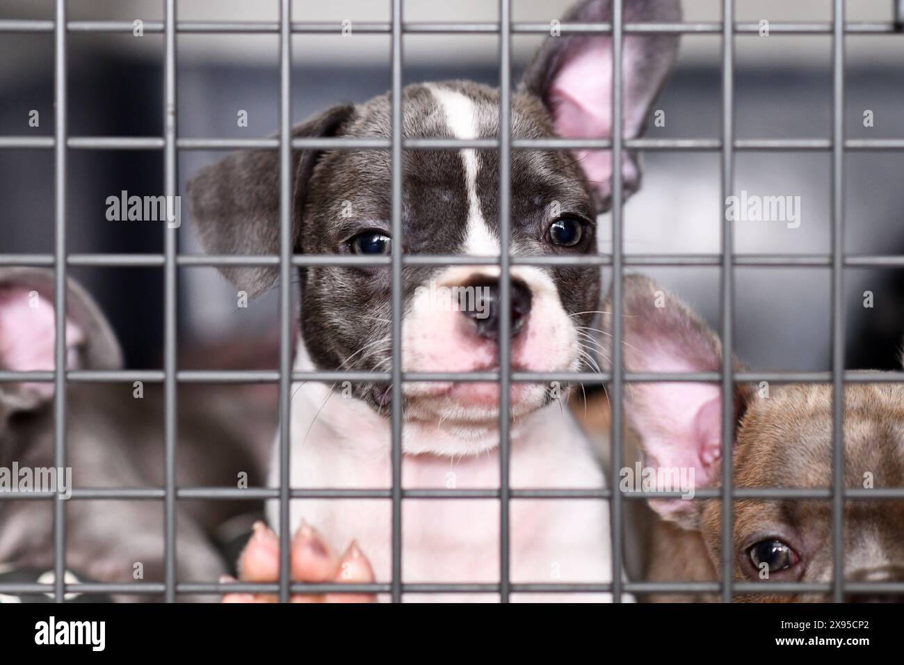 French Bulldog dog puppies in cage behind bars Stock Photo - Alamy