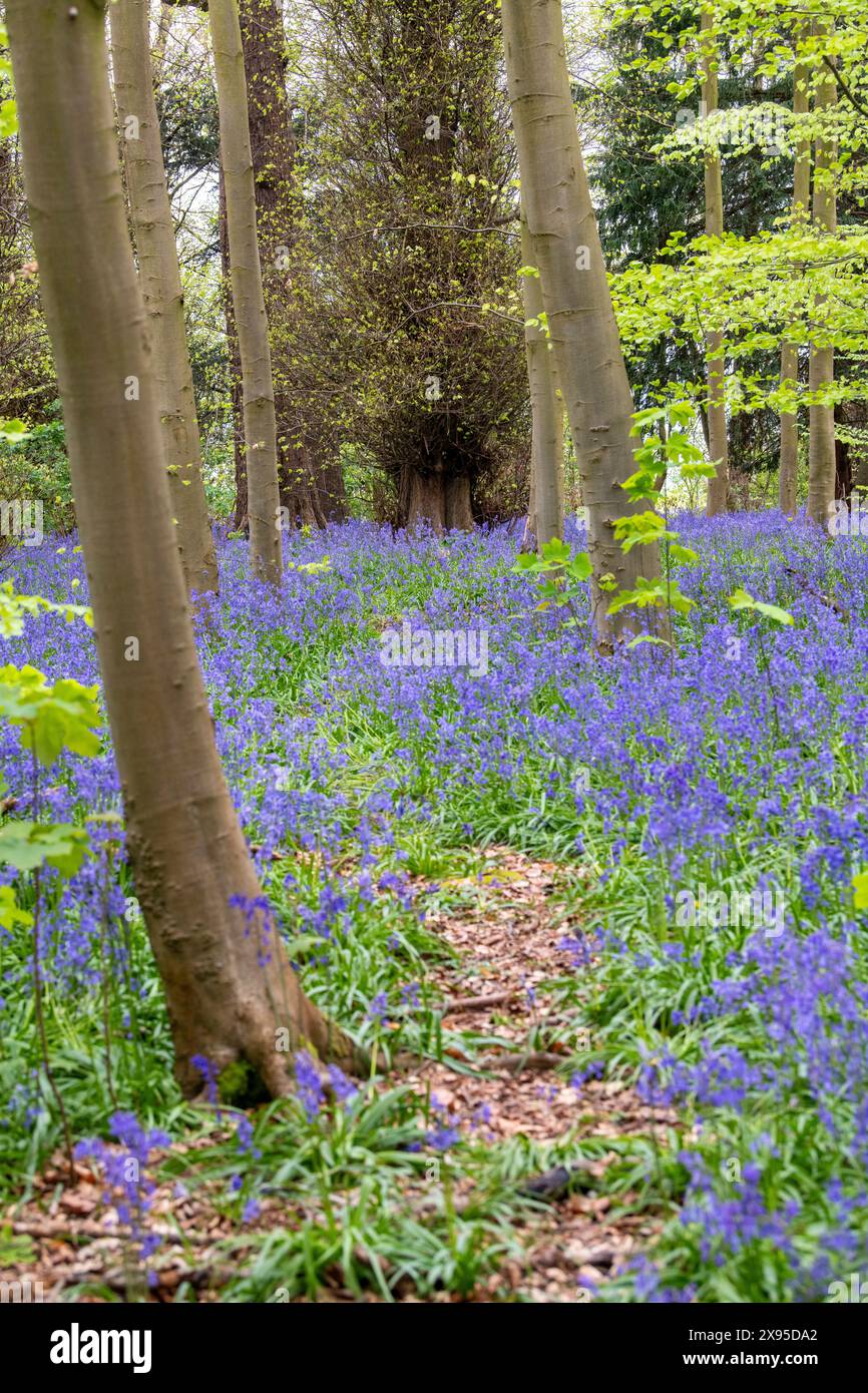 Spring Bluebells and Wild Garlic in Clifton Woods, Nottingham ...
