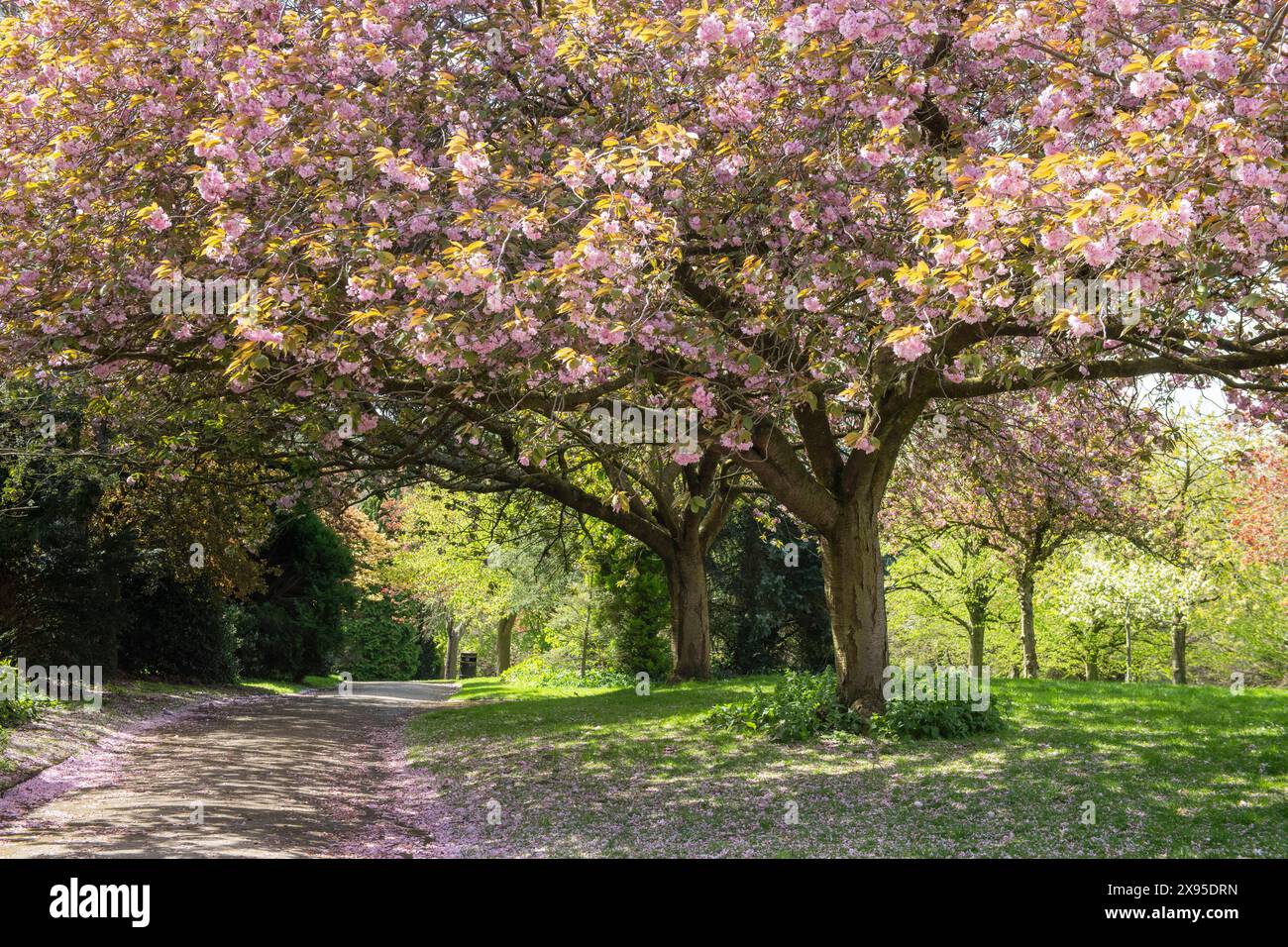 Spring at the Arboretum Park in Nottingham City Centre, Nottinghamshire ...