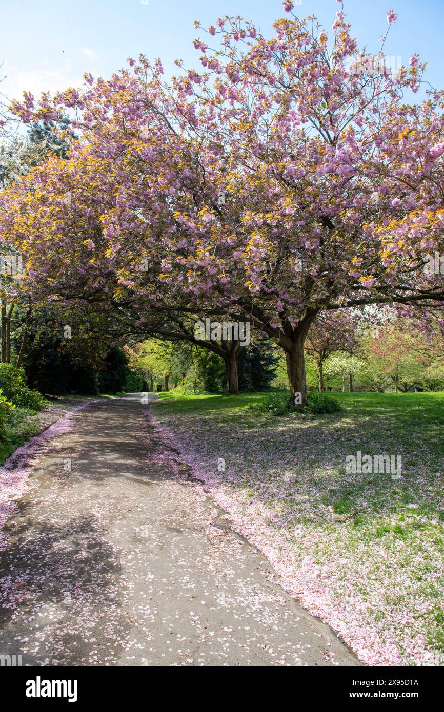 Spring at the Arboretum Park in Nottingham City Centre, Nottinghamshire ...