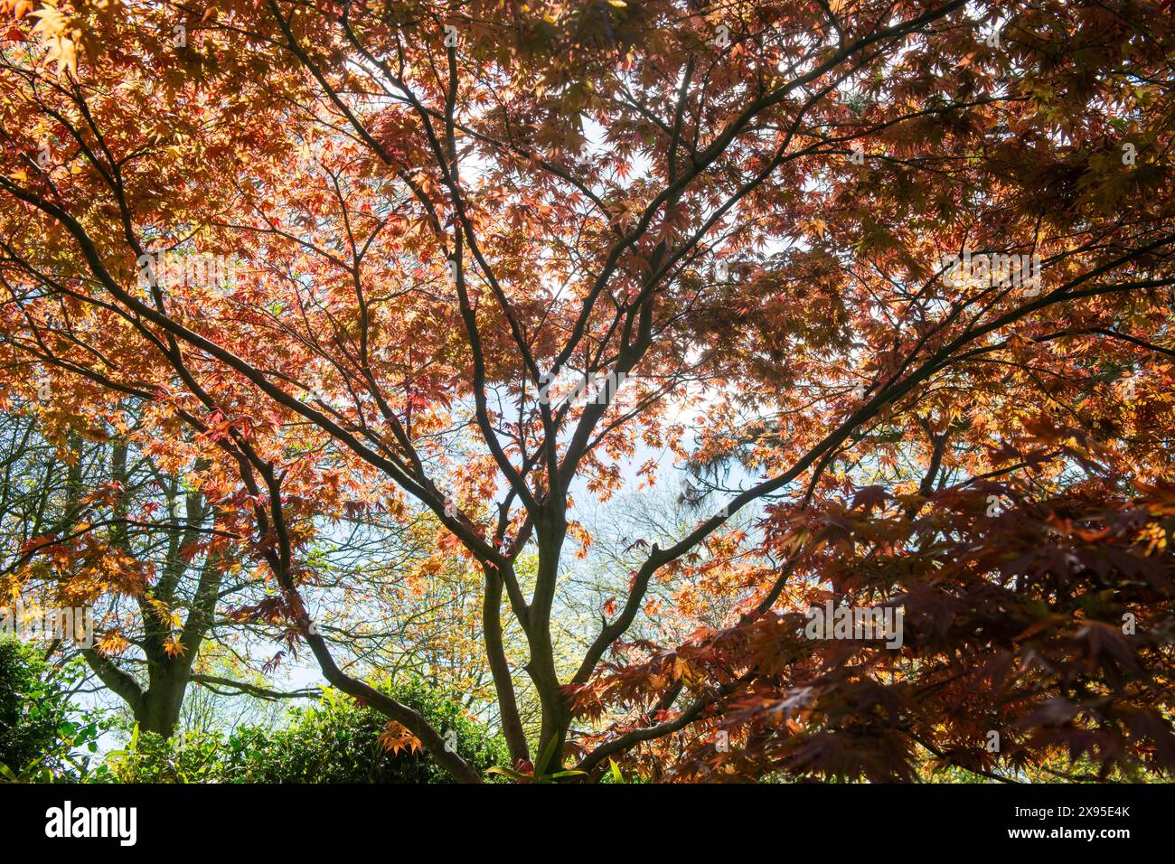 Spring at the Arboretum Park in Nottingham City Centre, Nottinghamshire ...