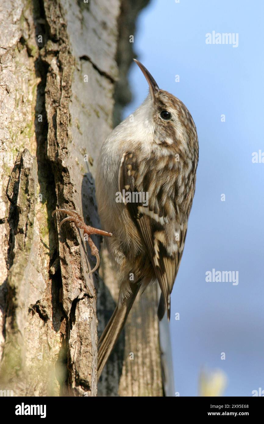 Gartenbaumläufer, Short-toed Treecreeper, Short-toed Tree-Creeper ...