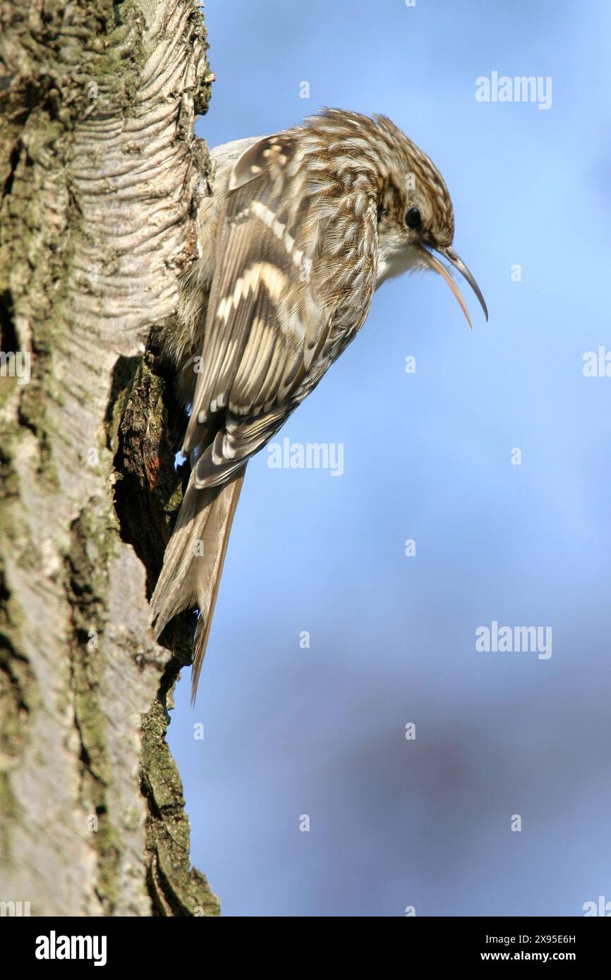 Gartenbaumläufer, Short-toed Treecreeper, Short-toed Tree-Creeper ...