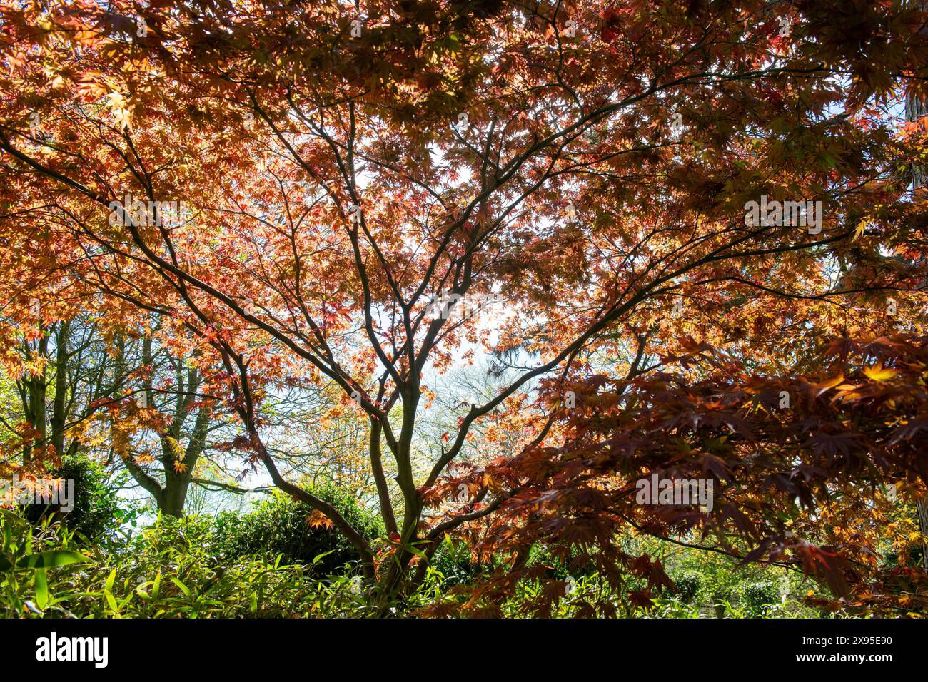 Spring at the Arboretum Park in Nottingham City Centre, Nottinghamshire ...