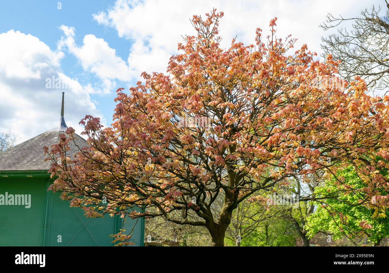 Spring at the Arboretum Park in Nottingham City Centre, Nottinghamshire ...