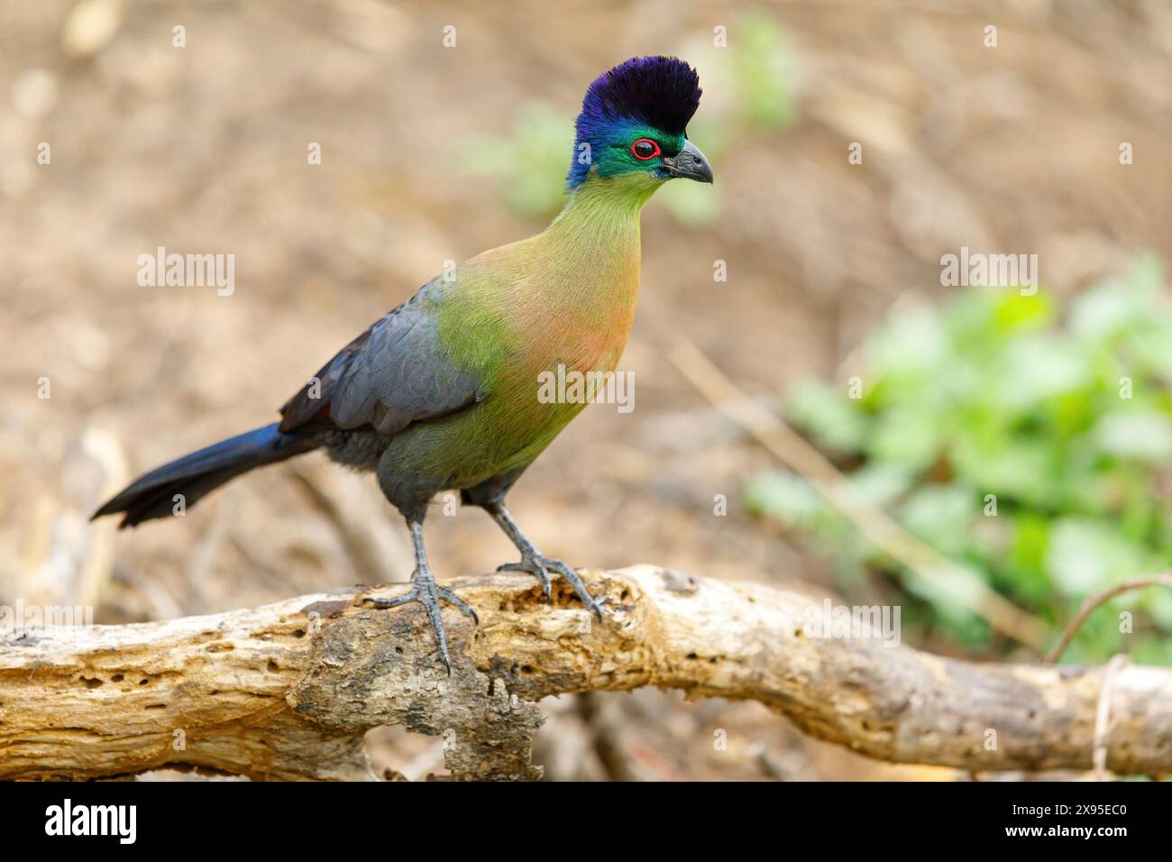 Glanzhaubenturako, Purple-crested Turaco, Violet-crested Turaco ...
