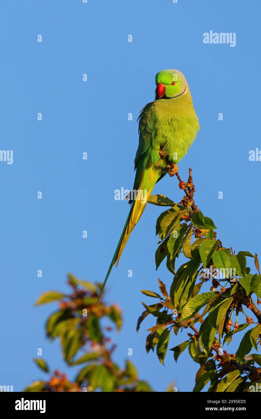 Halsbandsittich, Rose-ringed Parakeet, Ring-necked Parakeet ...