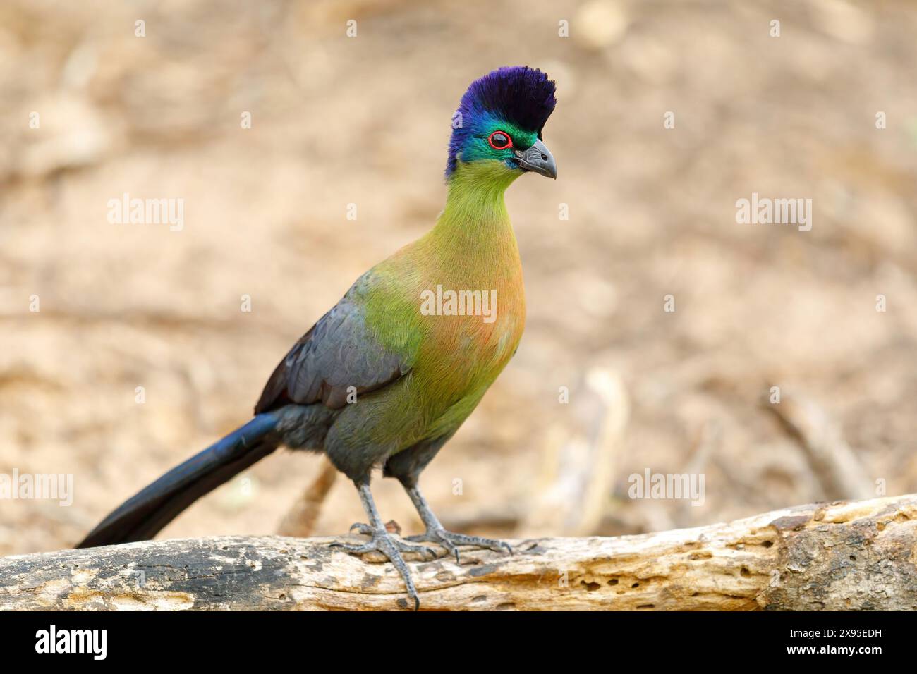Glanzhaubenturako, Purple-crested Turaco, Violet-crested Turaco ...