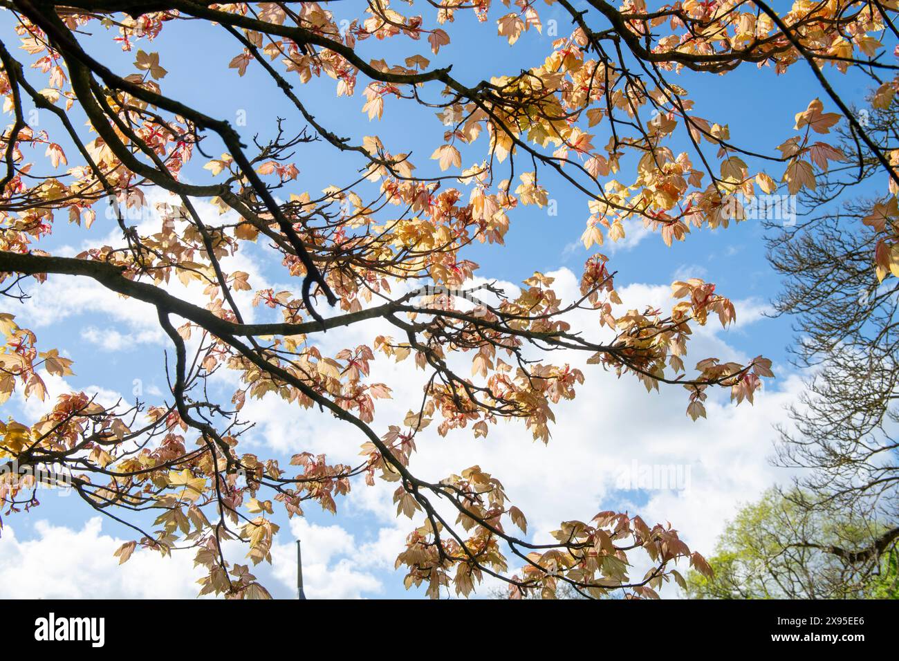Spring at the Arboretum Park in Nottingham City Centre, Nottinghamshire ...