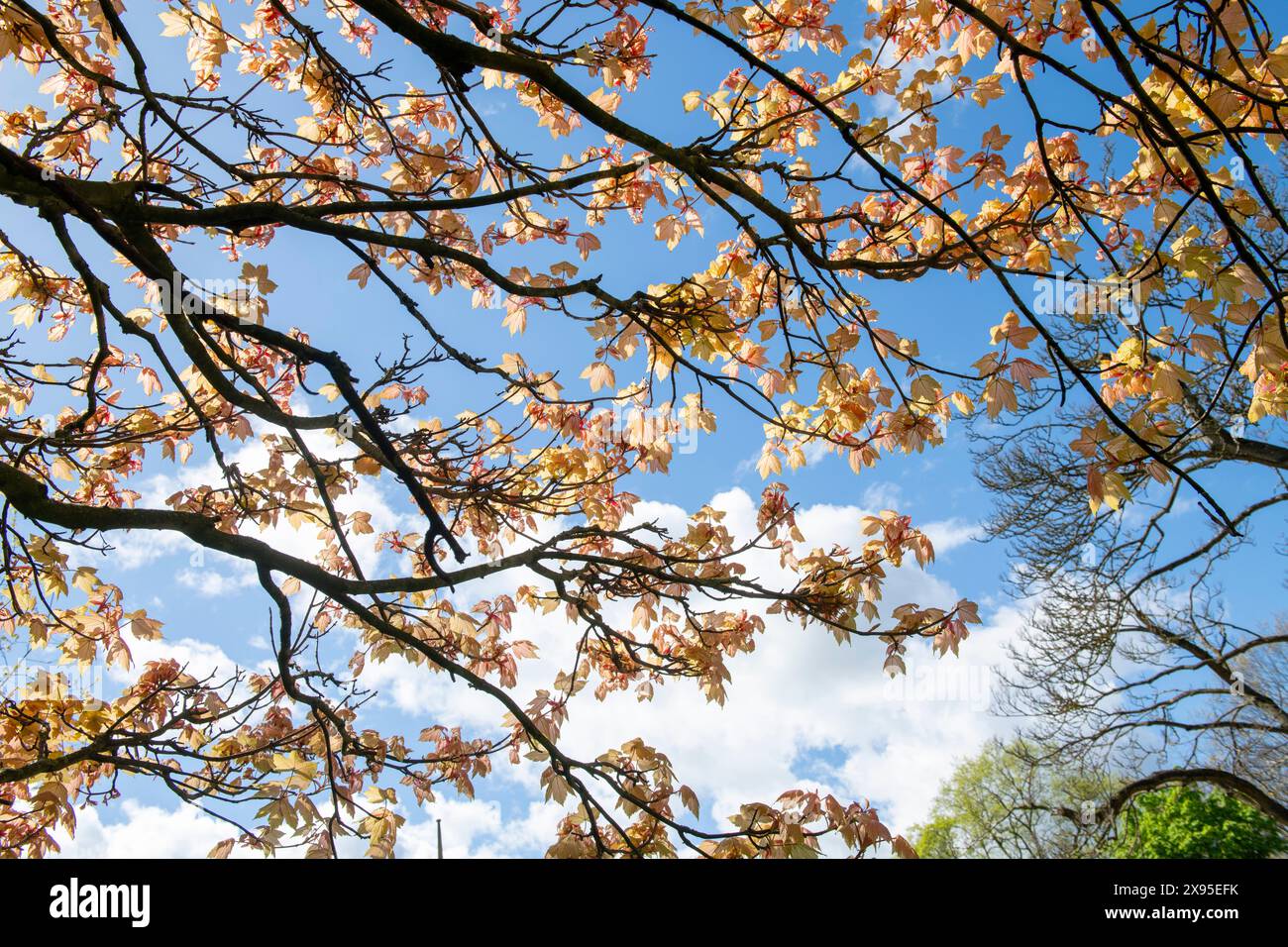 Spring at the Arboretum Park in Nottingham City Centre, Nottinghamshire ...