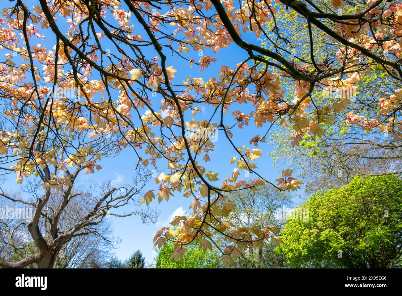 Spring at the Arboretum Park in Nottingham City Centre, Nottinghamshire ...