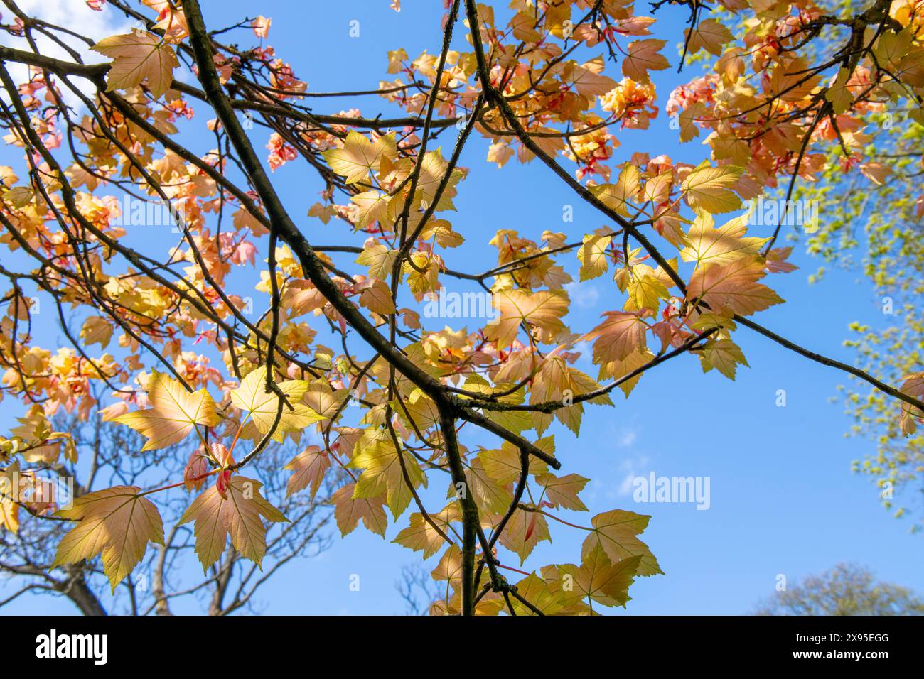 Spring at the Arboretum Park in Nottingham City Centre, Nottinghamshire ...