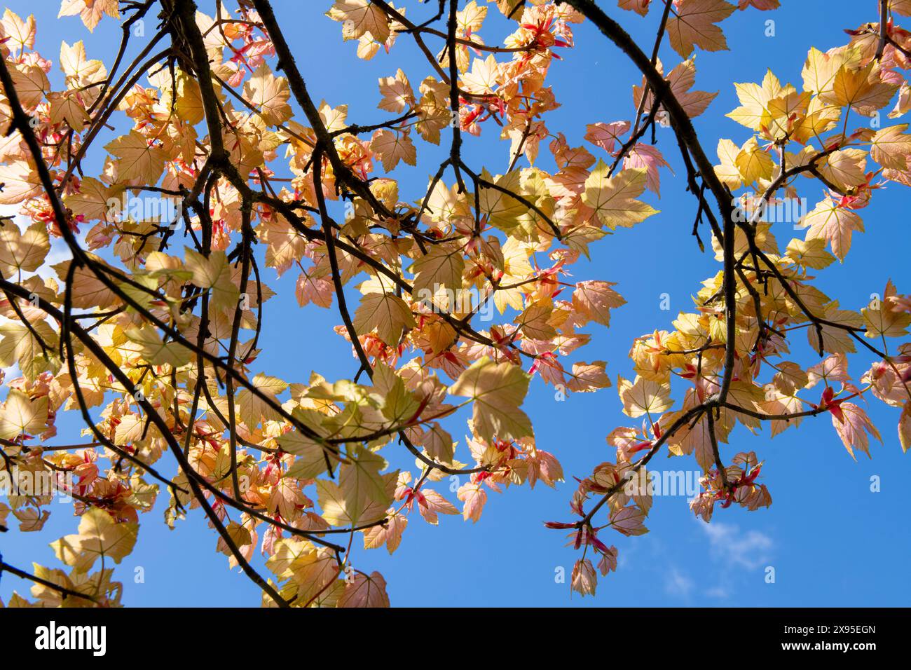 Spring at the Arboretum Park in Nottingham City Centre, Nottinghamshire ...
