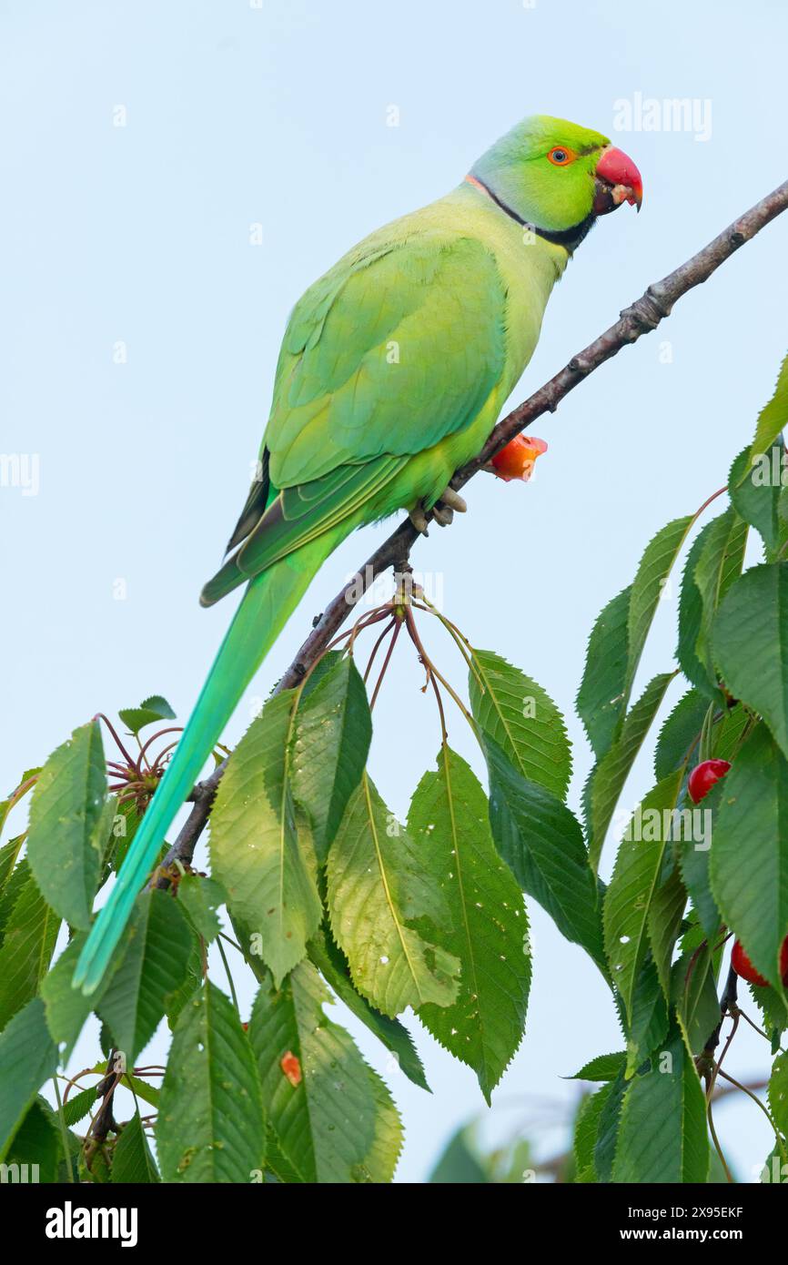 Halsbandsittich, Rose-ringed Parakeet, Ring-necked Parakeet ...