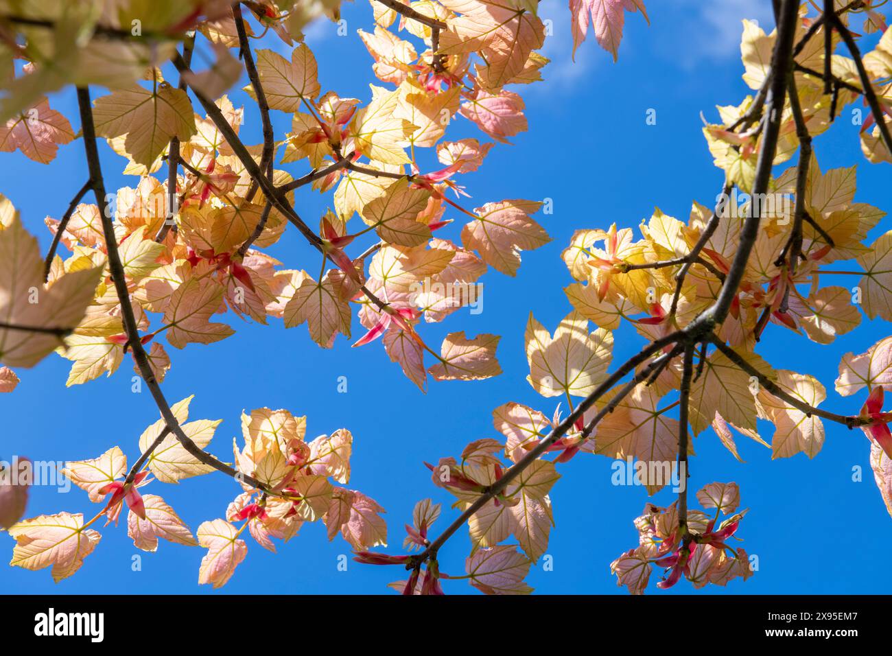 Spring at the Arboretum Park in Nottingham City Centre, Nottinghamshire ...