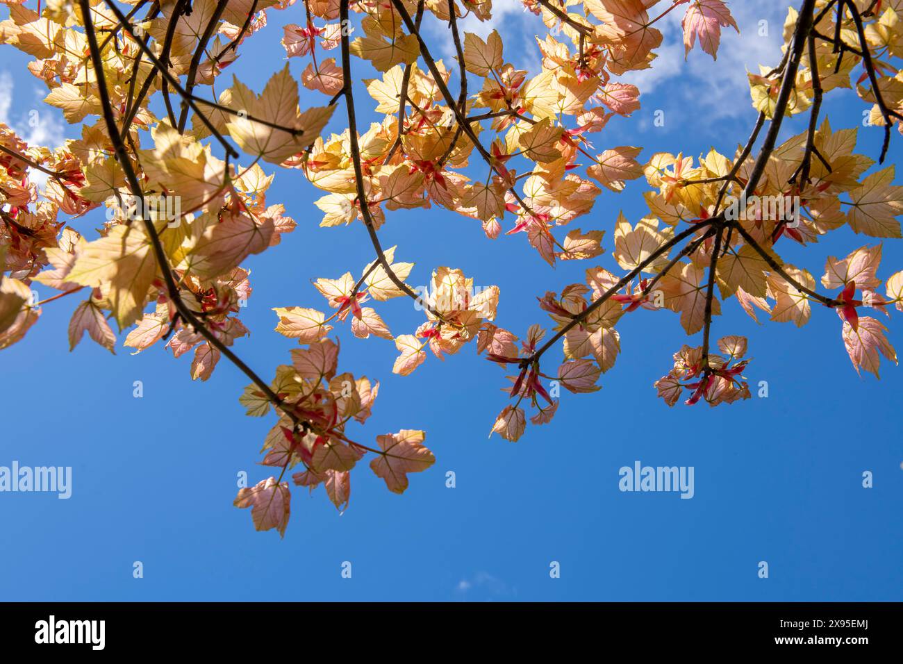 Spring at the Arboretum Park in Nottingham City Centre, Nottinghamshire ...