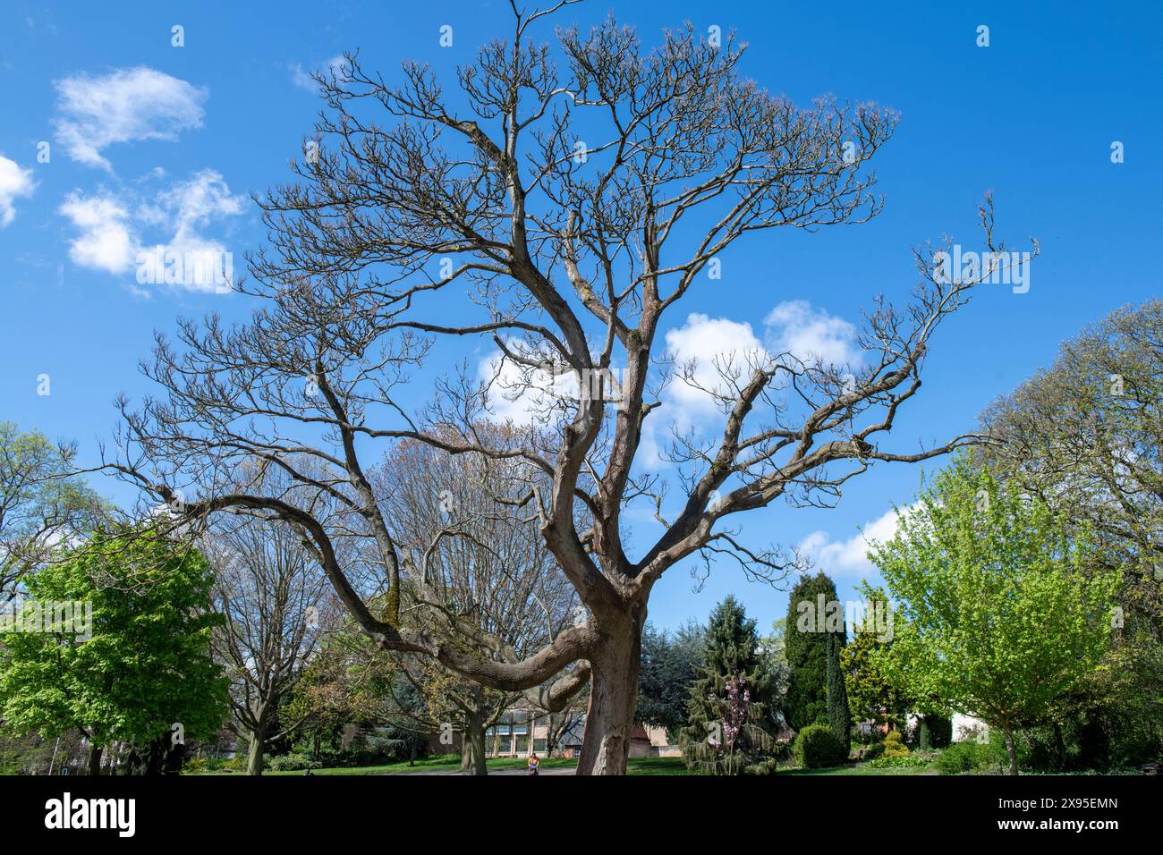 Spring at the Arboretum Park in Nottingham City Centre, Nottinghamshire ...