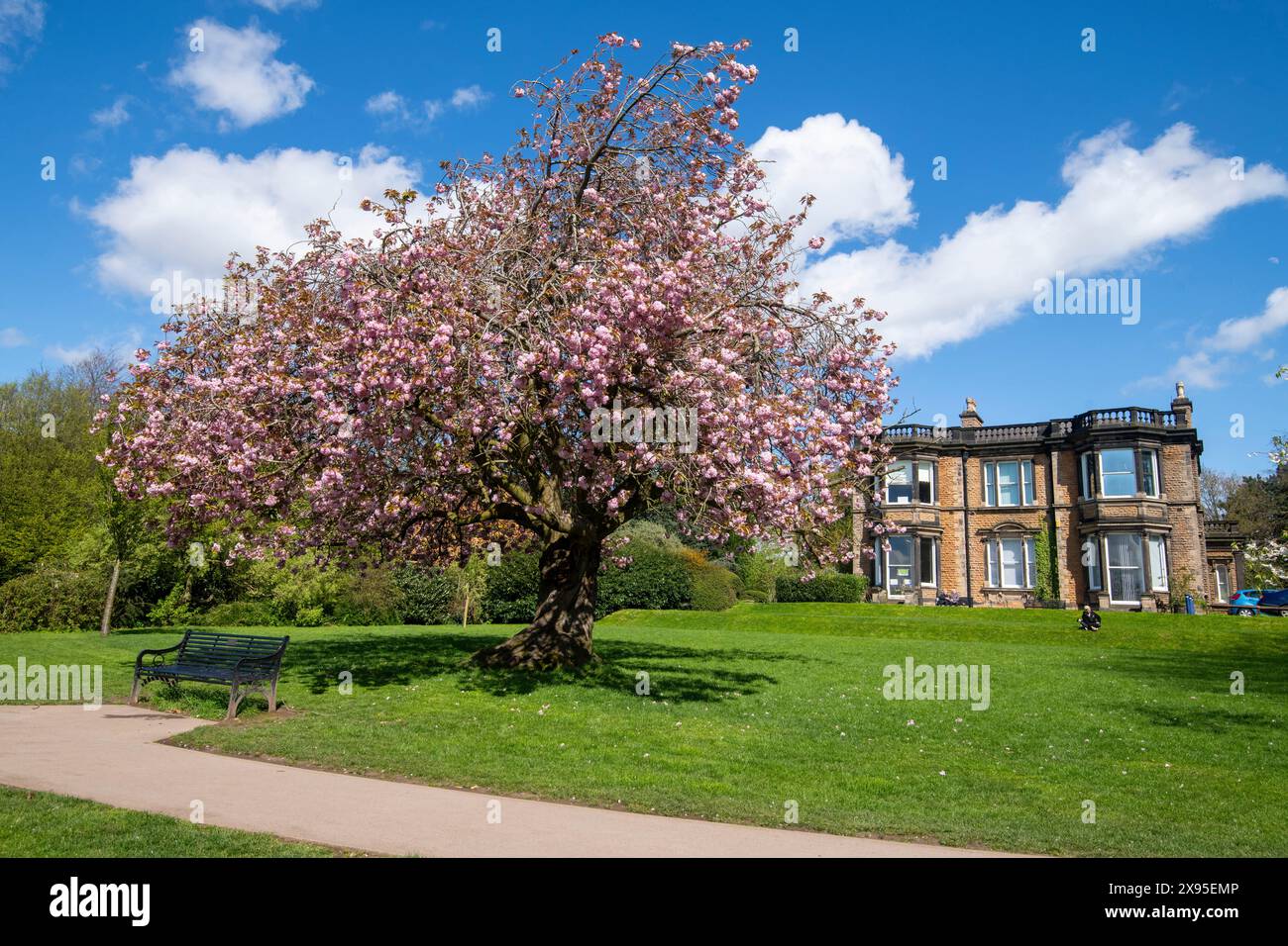 Spring Blossom at Woodthorpe Park in Nottingham Nottinghamshire England ...